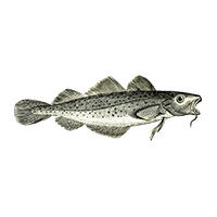 Torskegarn | Ruser, tejner, garn - Alt til fiskeri! – Marinelageret.dk